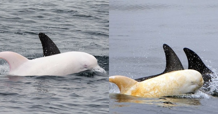 This rare albino dolphin returns to the Arctic Ocean which is simply ...