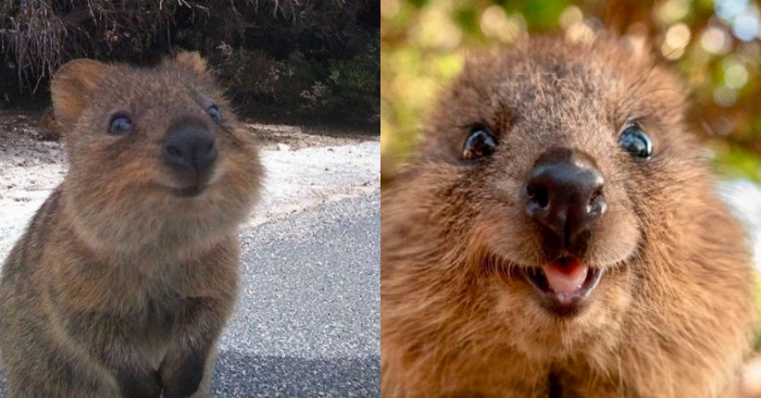 Here’s a happy and smiling quokka, who is probably the happiest animal ...