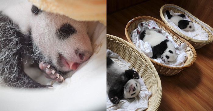 These wonderful pandas had the most interesting and beautiful photo ...