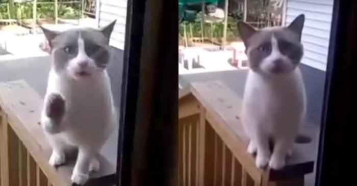 Here is a real drama: this interesting, constantly talking cat gave the ...