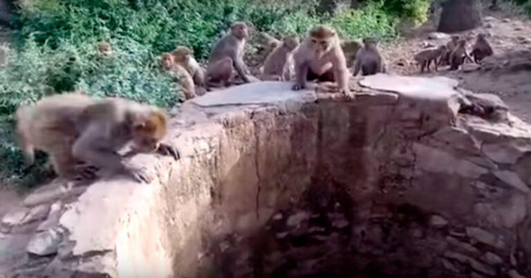 Kind and caring family of monkeys saved the leopard, which was in a ...
