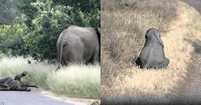 The little elephant gets tired and nervous after a long journey։ this ...