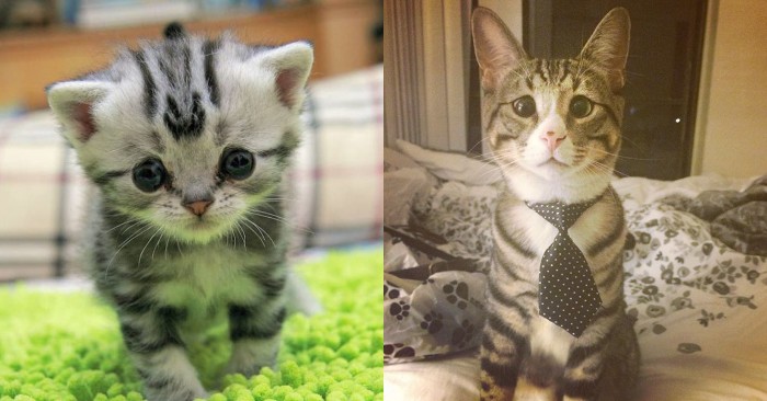 Cute kitten: this wonderful little creature was born with a unique sad ...