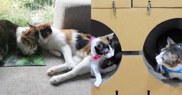 These two disabled cats are a vivid proof that even that status doesn’t ...