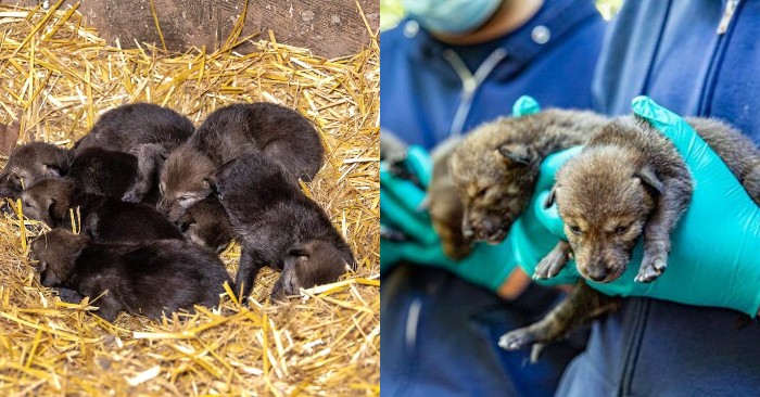 Rare red wolves in the world have given birth to more than 10 cubs ...