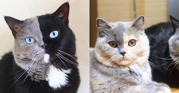 What an interesting story: this two-colored cat fathered two kittens ...