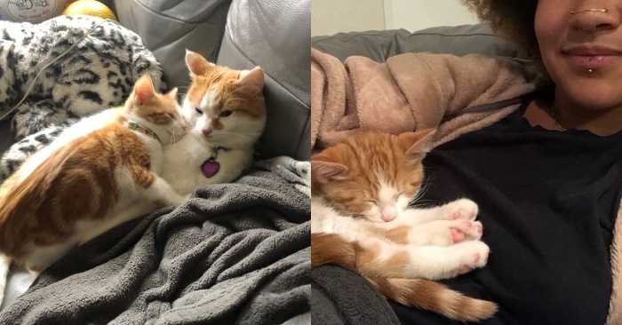 Only for the night: here’s how the woman who let the kitten into her ...