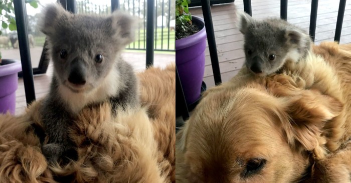 Unexpected story: this kind and caring dog brought a koala home with ...