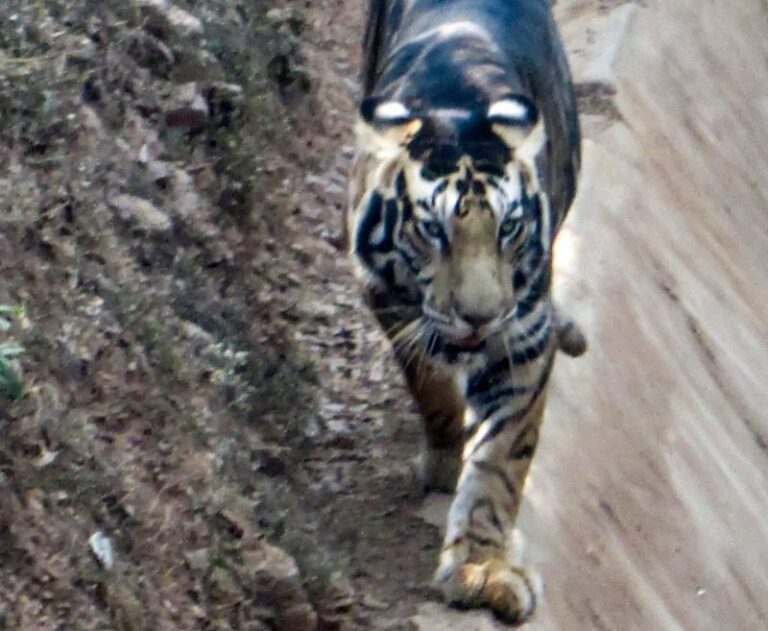 A unique melanistic tiger with rare black stripes was seen in the ...