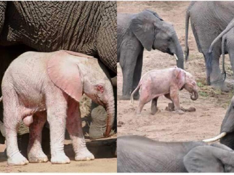 Unique Encounter: Pink-Skinned Albino Elephant Spotted in South African Wildlife Reserve - Cute ...