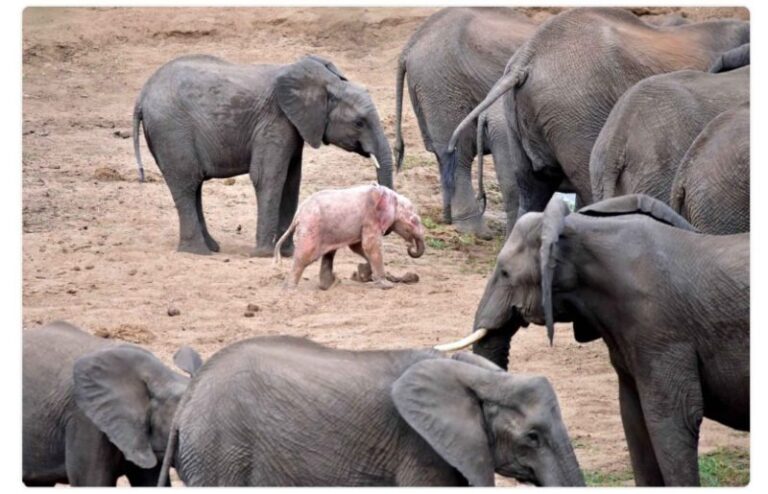 Unique Encounter: Pink-Skinned Albino Elephant Spotted in South African Wildlife Reserve - Cute ...