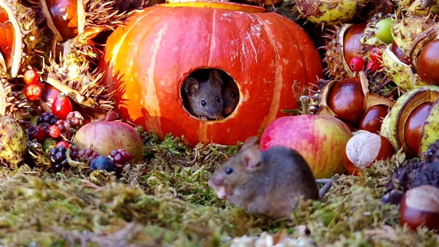 The Mouse House Chronicles: A Photographer's Journey into the World of ...