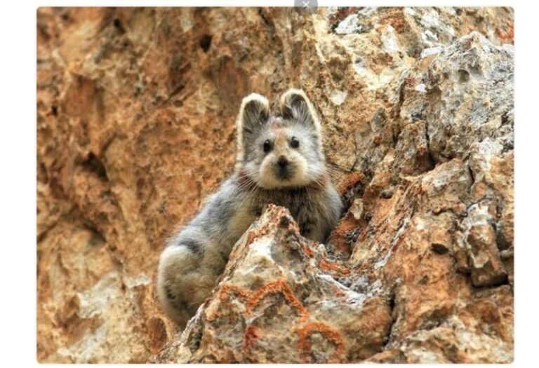 The Illusive Magic Rabbit: Uncovering the Enigma of the Rare Ill Pika ...