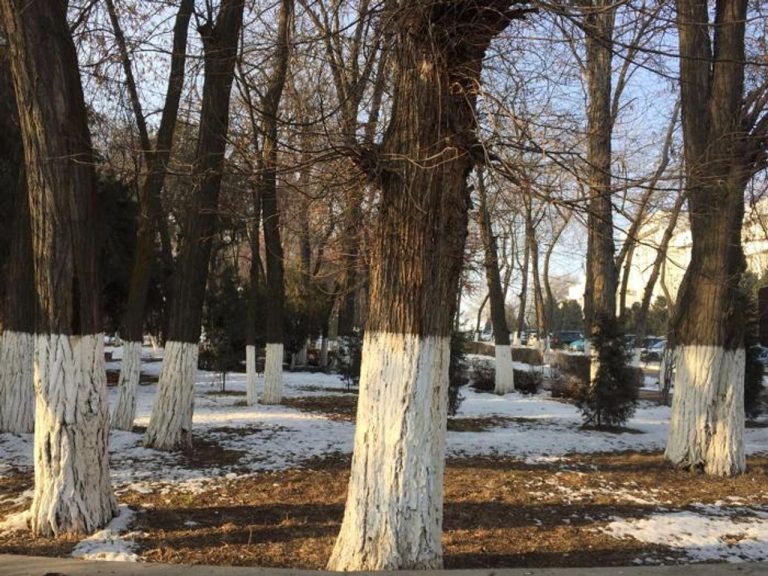Why some trees are painted white — and what it actually means for their ...