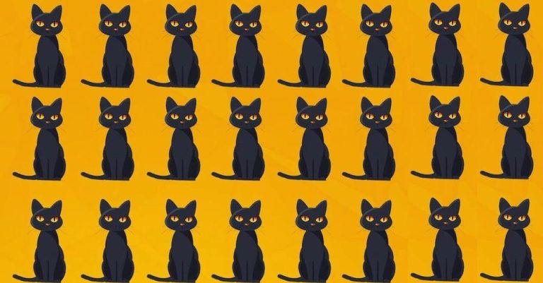 Only the Most Observant Can Find the Different Cat — Are You One of ...