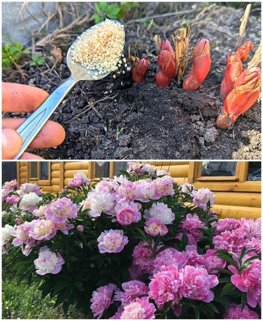 Come far fiorire le peonie come mai prima d'ora: La guida definitiva ...