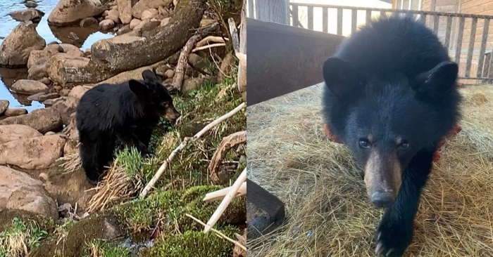 To save a drowning bear, this heroic man went into a river that was ...