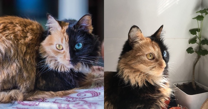 Chimera the cat appears commonplace only from a profile. She is ...