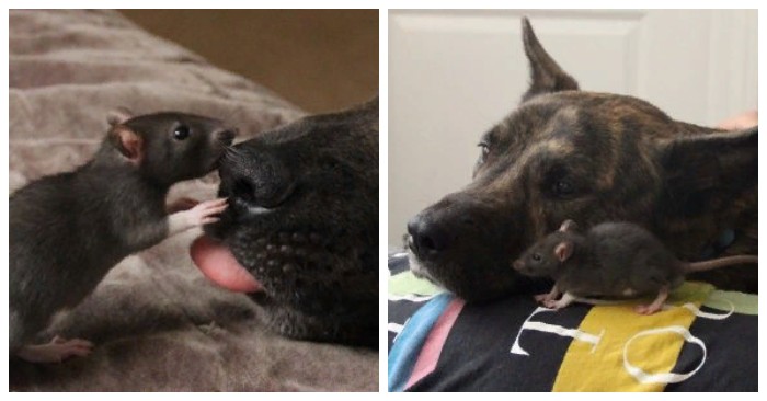 Cute friends: this rescue dog didn't know who to play with until a cute ...